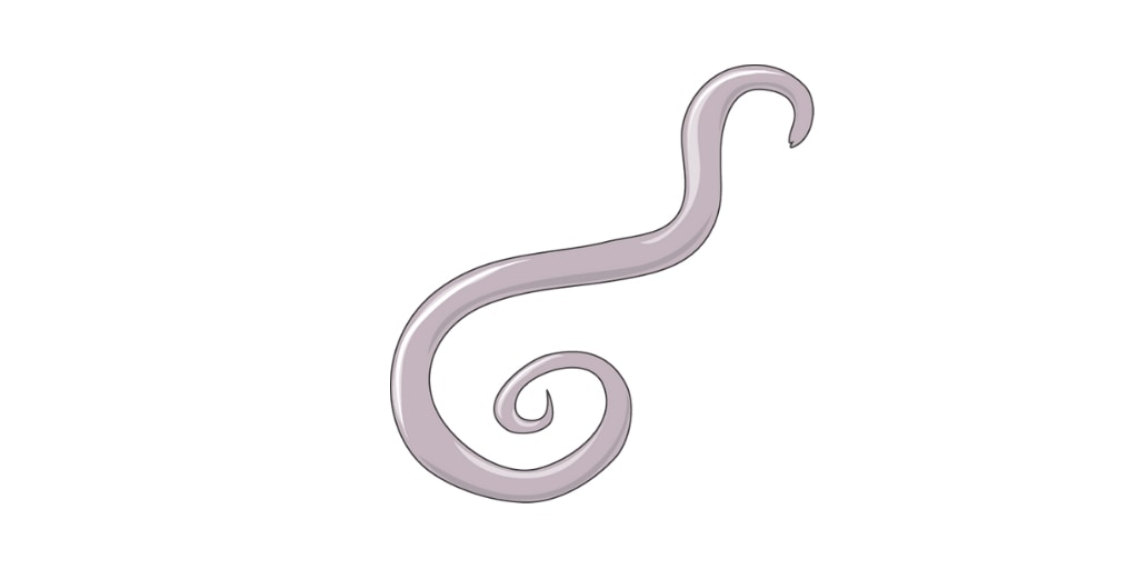 Roundworms (Ascariasis) Nursing Management & Care Plans - RNpedia